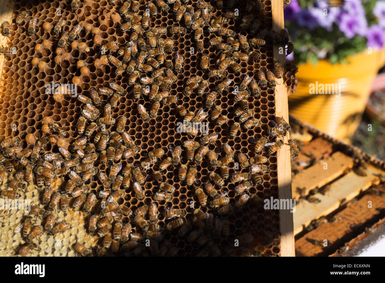 Urban beekeeping hi-res stock photography and images - Alamy