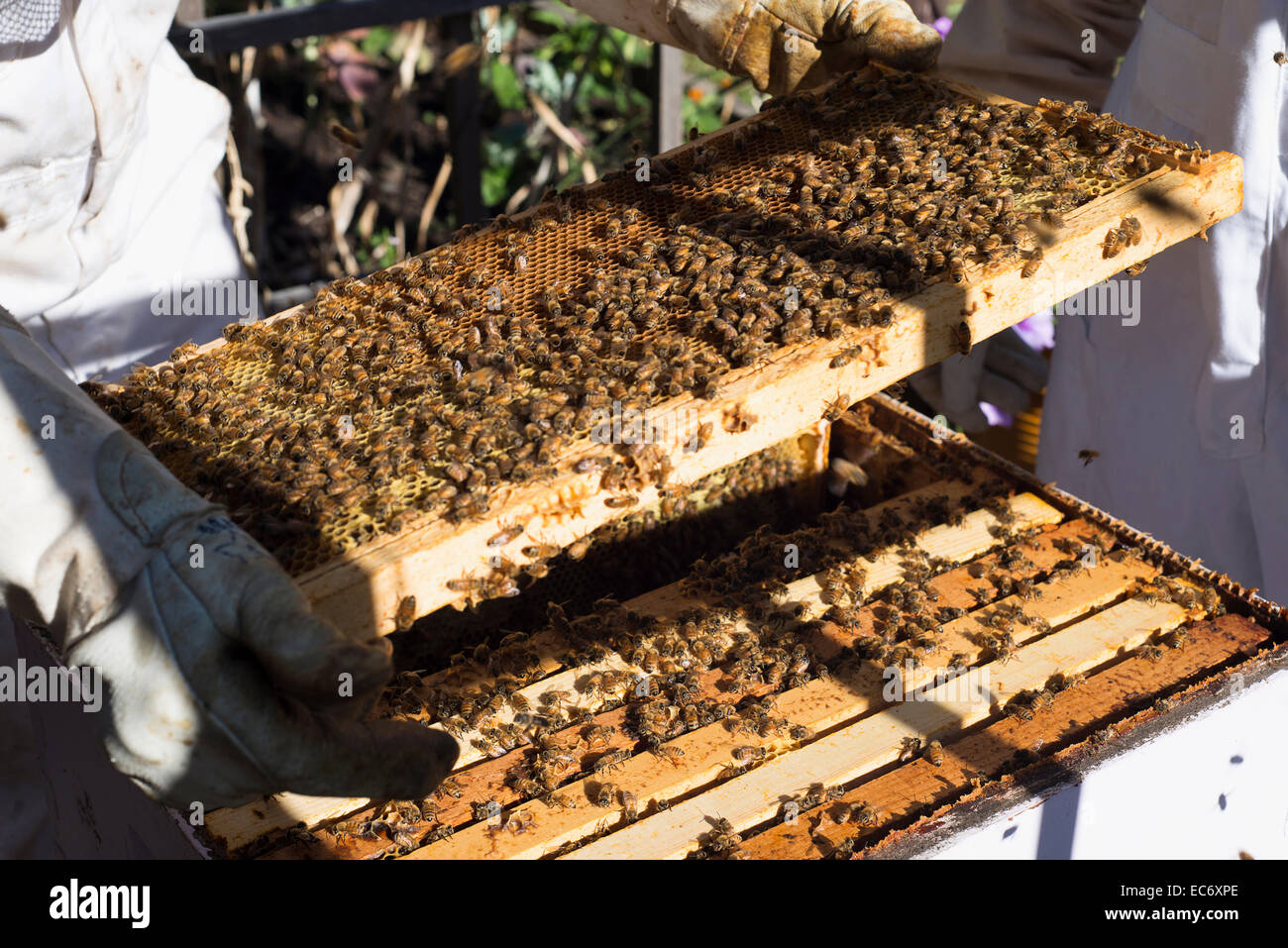 Beekeeping in Portland, Oregon Stock Photo - Alamy