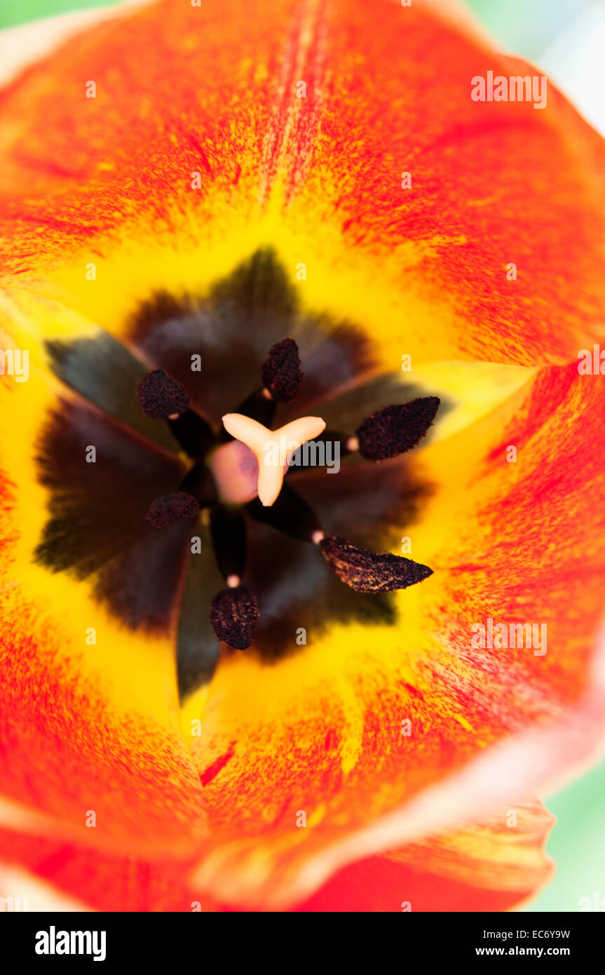 Inside tulip hi-res stock photography and images - Alamy