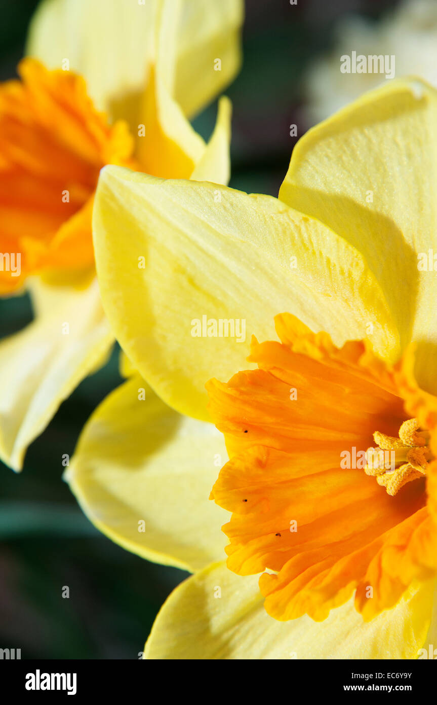 Two daffodils in a garden Stock Photo - Alamy