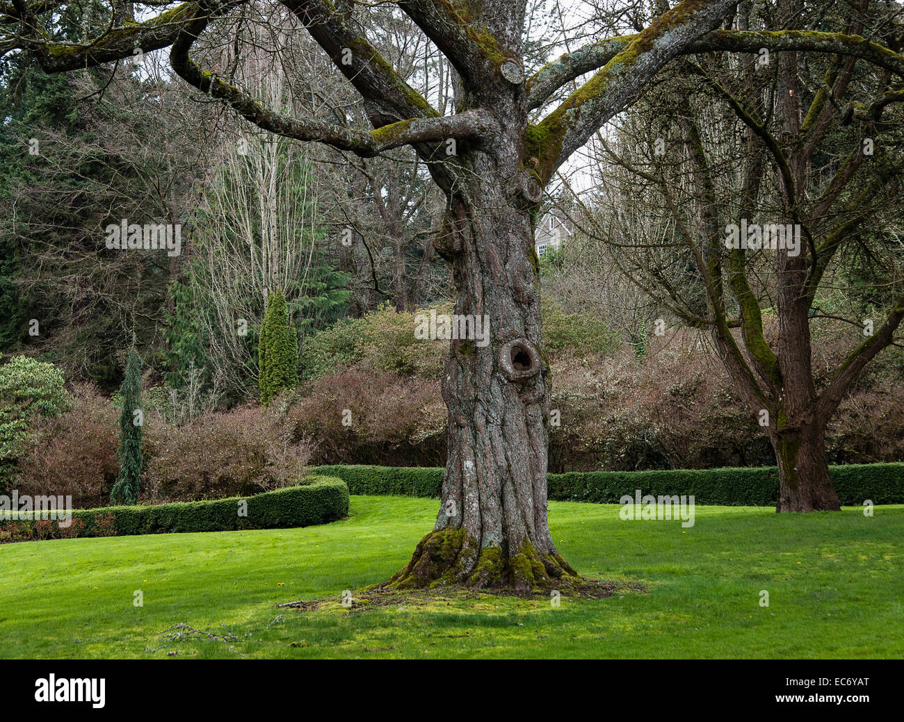 A bare tree in Washington Park in Portland, Oregon in winter Stock ...