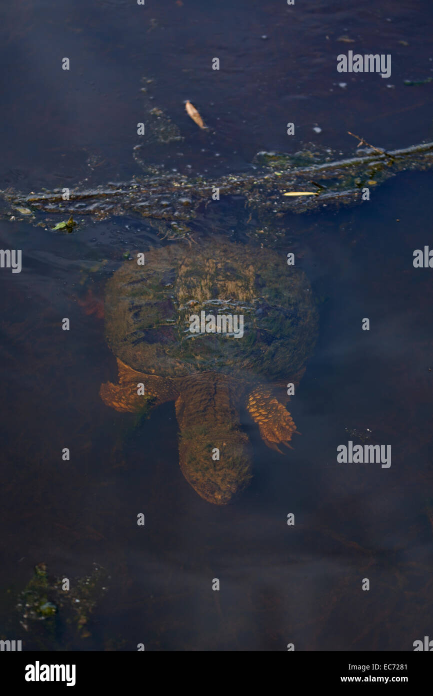 Snapping turtle swimming underwater hi-res stock photography and images ...