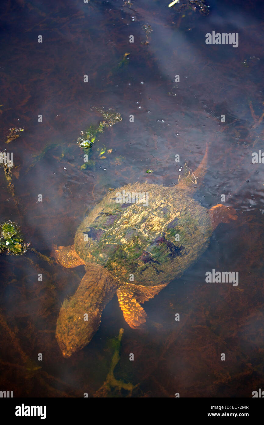 Snapping turtle swimming underwater hi-res stock photography and images ...
