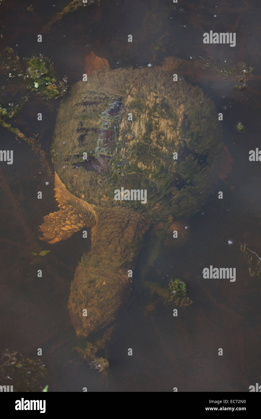 Snapping turtle, Chelydra serpentina, Virginia Stock Photo - Alamy