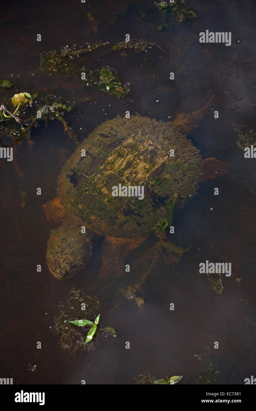 Snapping turtle swimming underwater hi-res stock photography and images ...