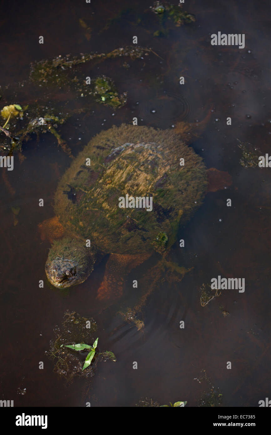 Snapping turtle swimming underwater hi-res stock photography and images ...