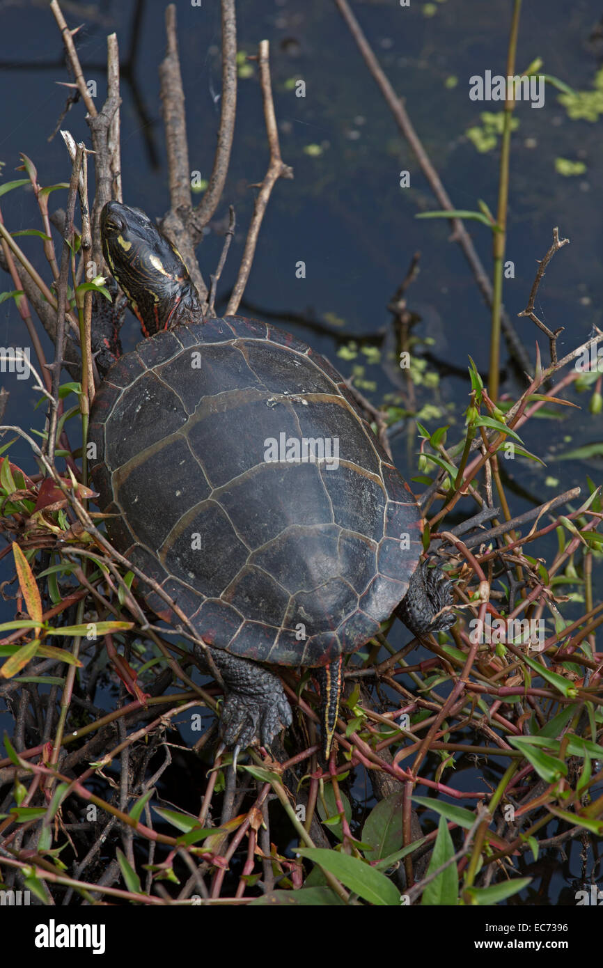 painted turtle (Chrysemys picta) is the most widespread native turtle ...