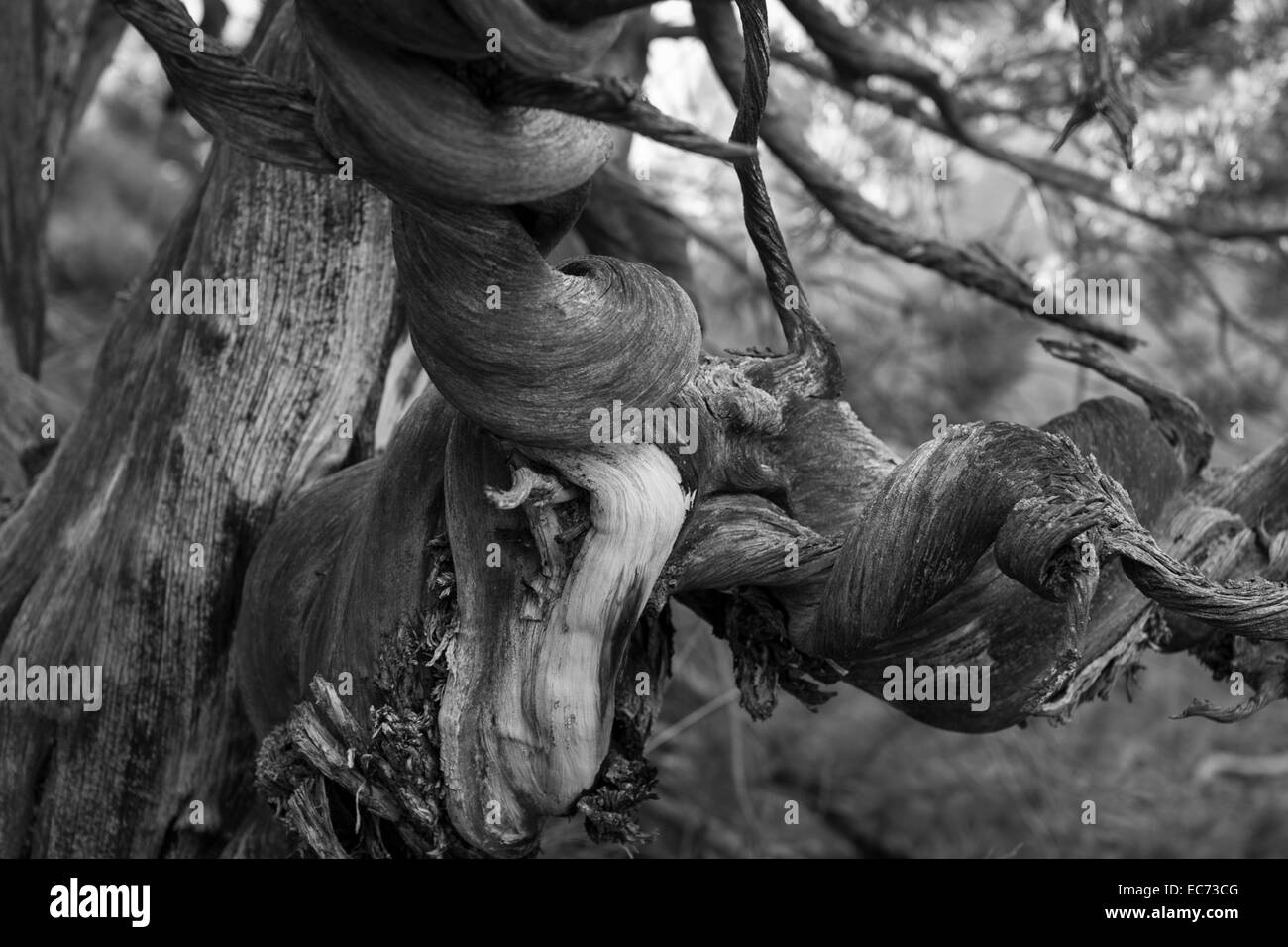 gnarled tree branch Stock Photo - Alamy