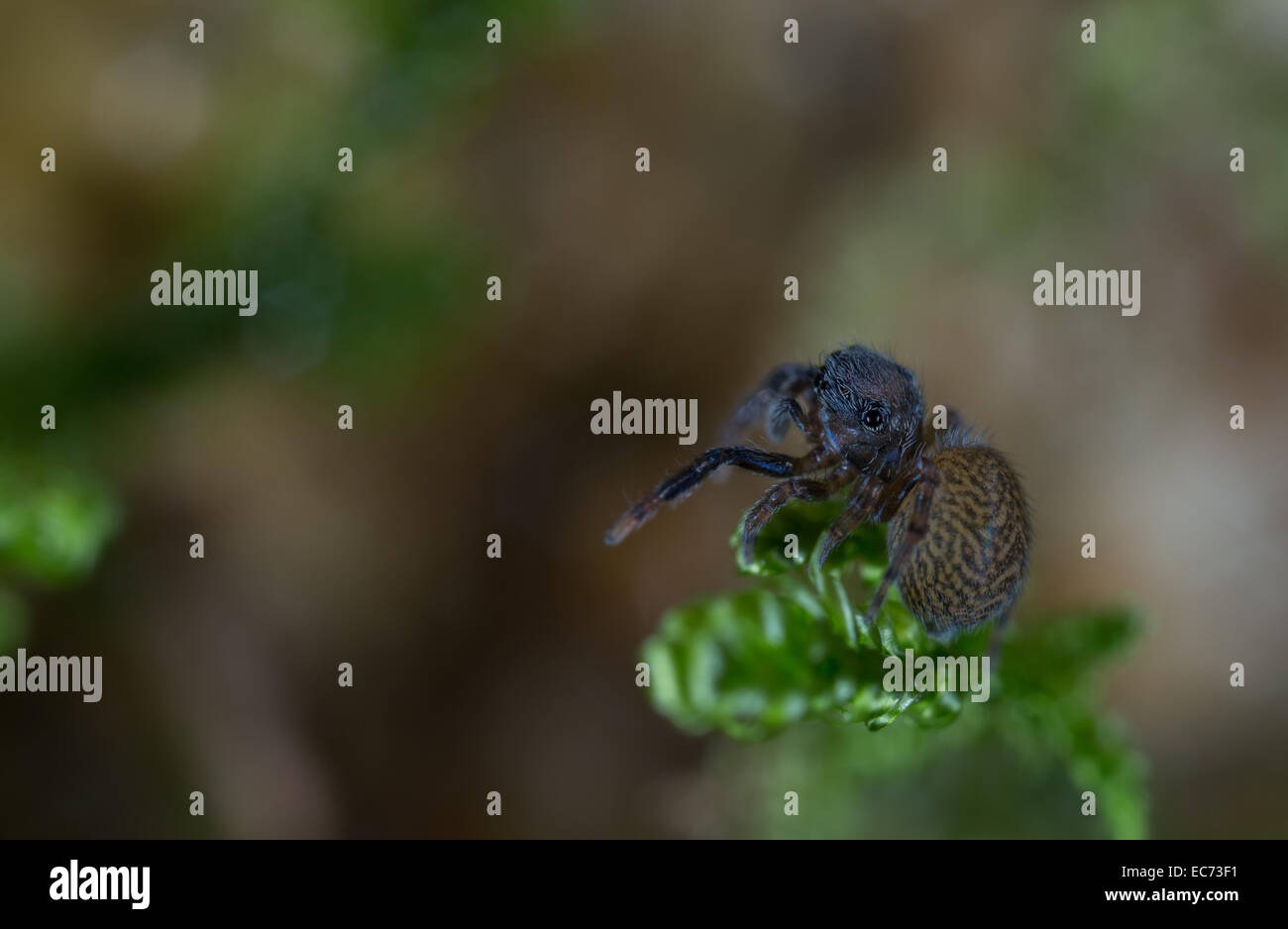 Neon reticulatus jumping spider Stock Photo - Alamy