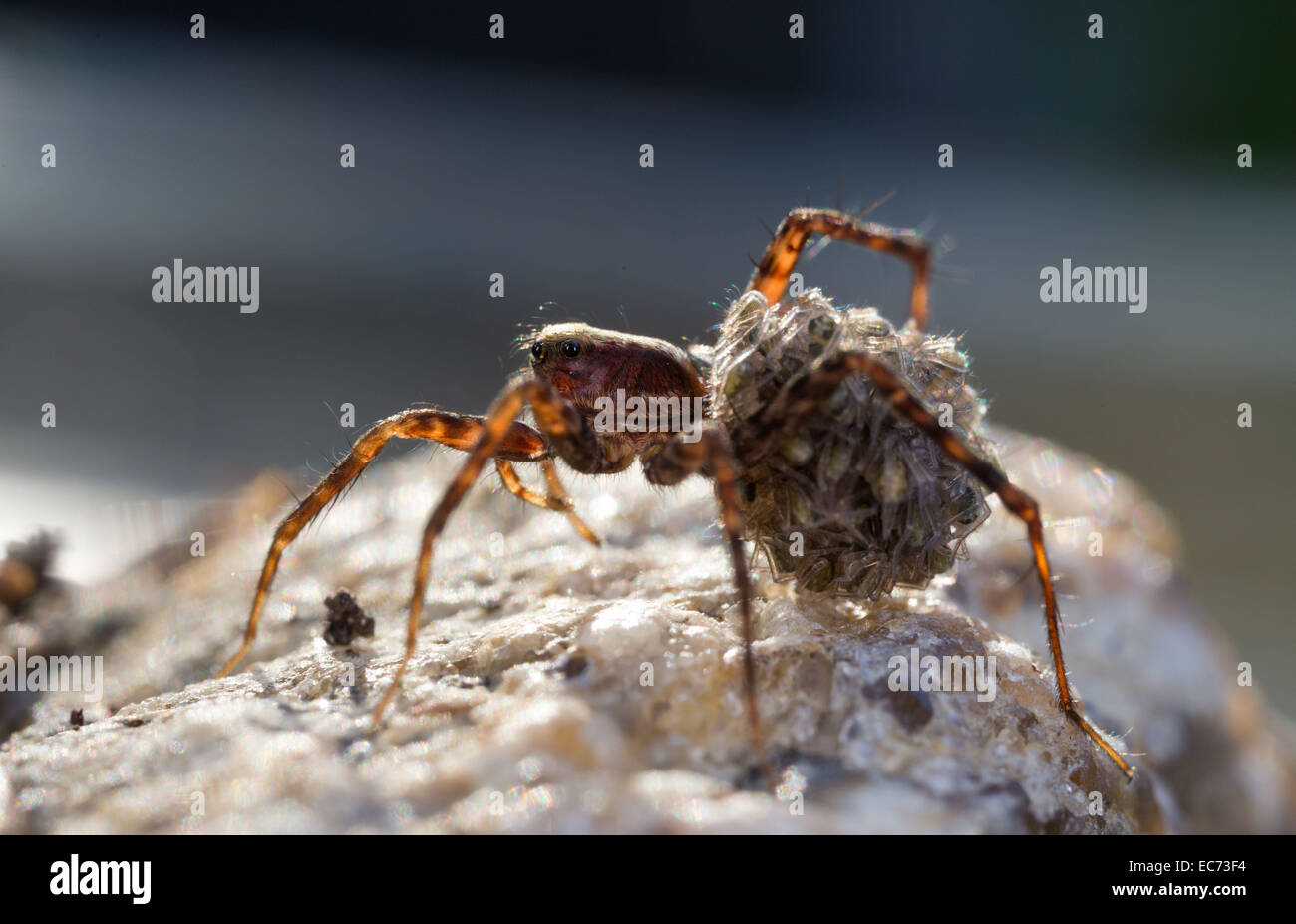 Spider with spiderlings Stock Photo - Alamy