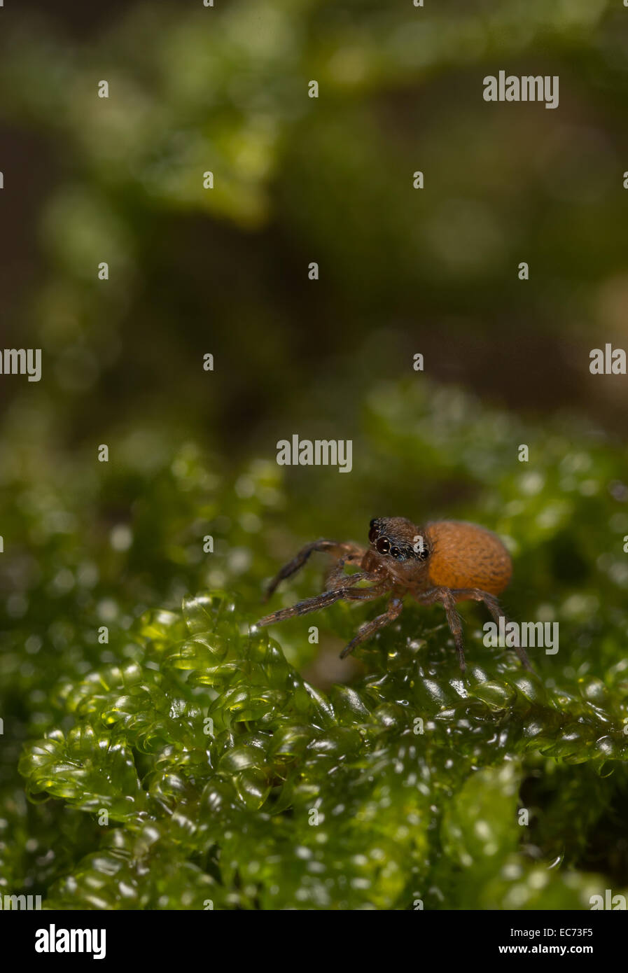 jumping spider neon reticulatus Stock Photo - Alamy