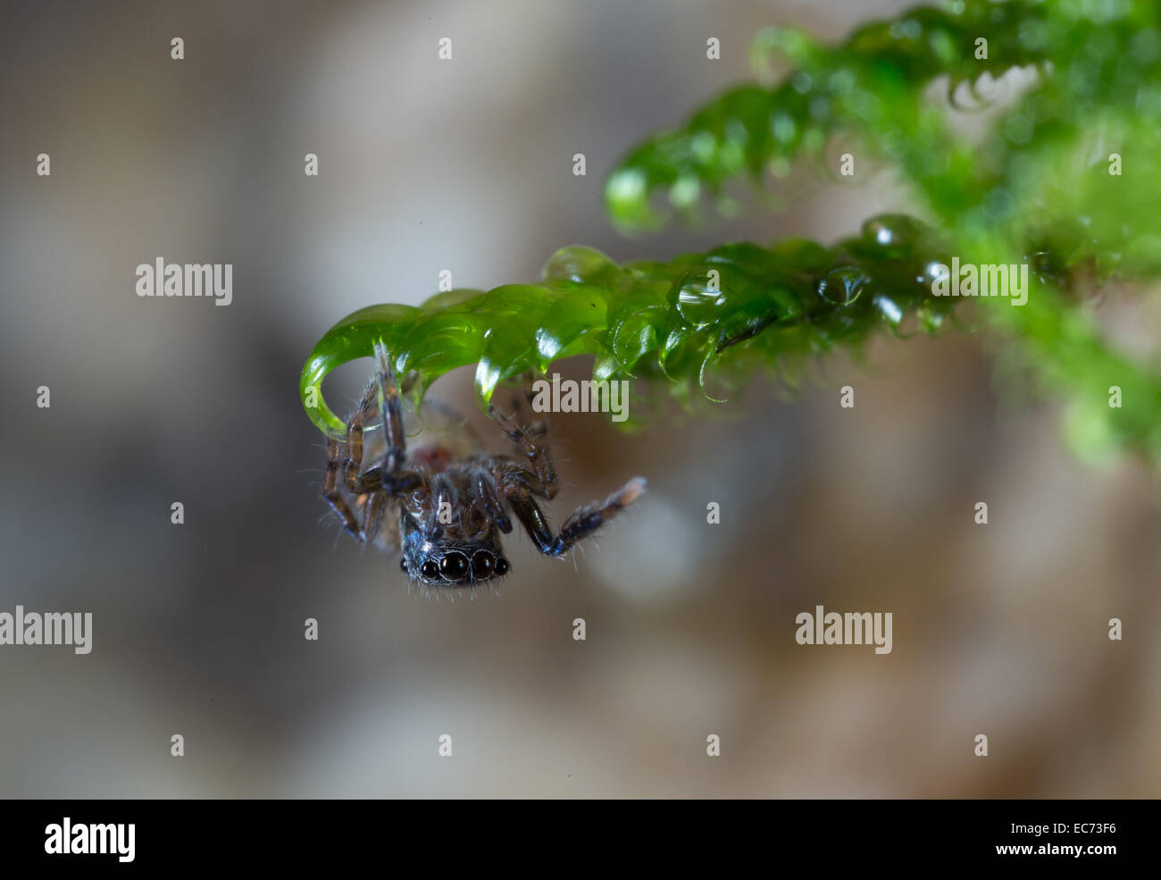 Jumping Spider Neon reticulatus Stock Photo - Alamy