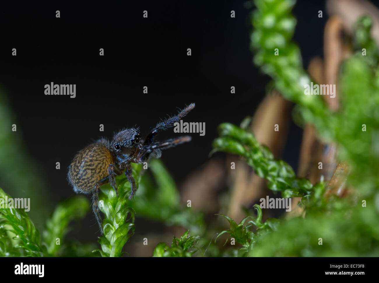 Neon reticulatus jumping spider Stock Photo - Alamy
