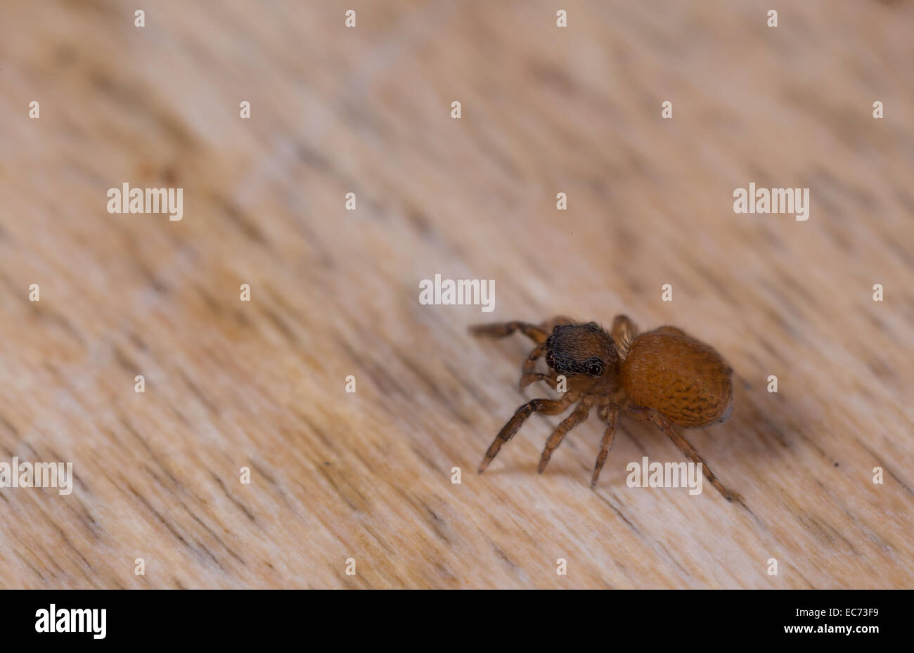 Neon reticulatus jumping spider Stock Photo - Alamy