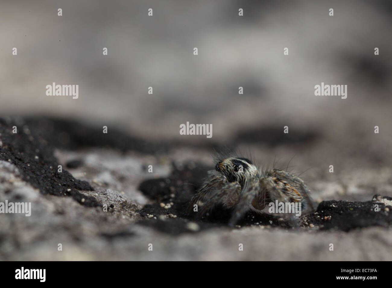 Jumping spider, Philaeus chrysops Stock Photo - Alamy