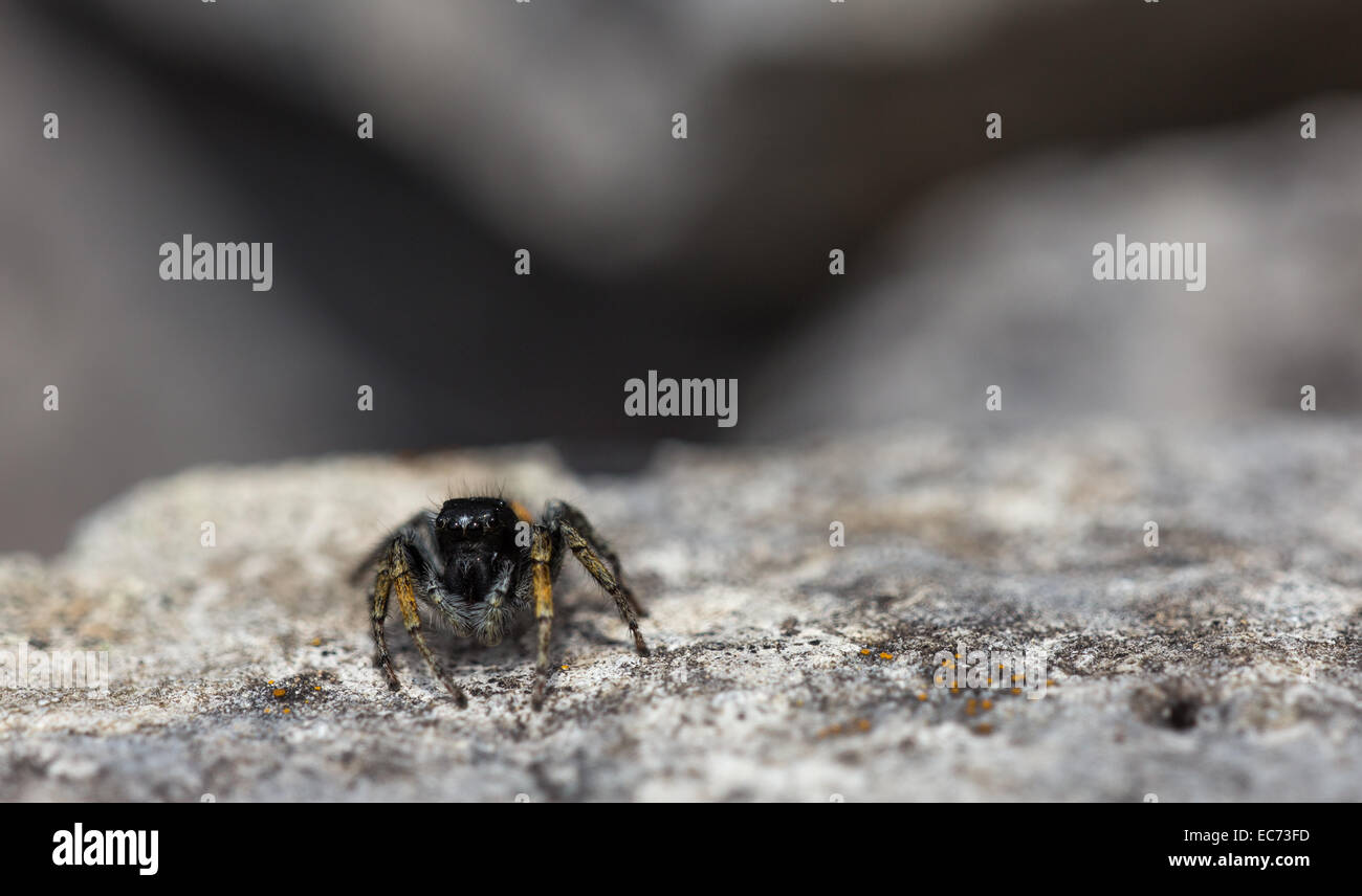 Jumping spider Philaeus chrysops, male Stock Photo - Alamy