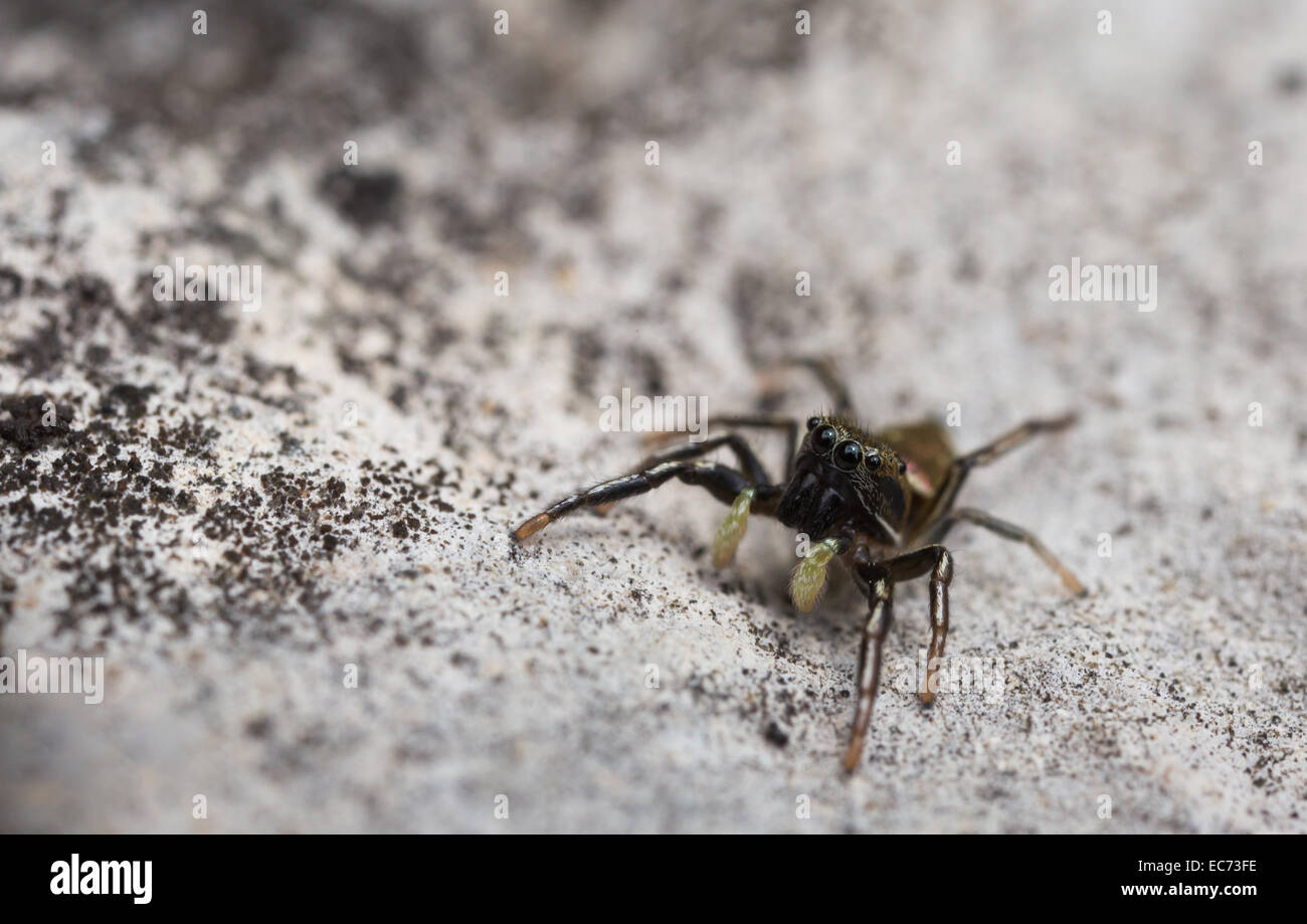 Aeneus hi-res stock photography and images - Alamy