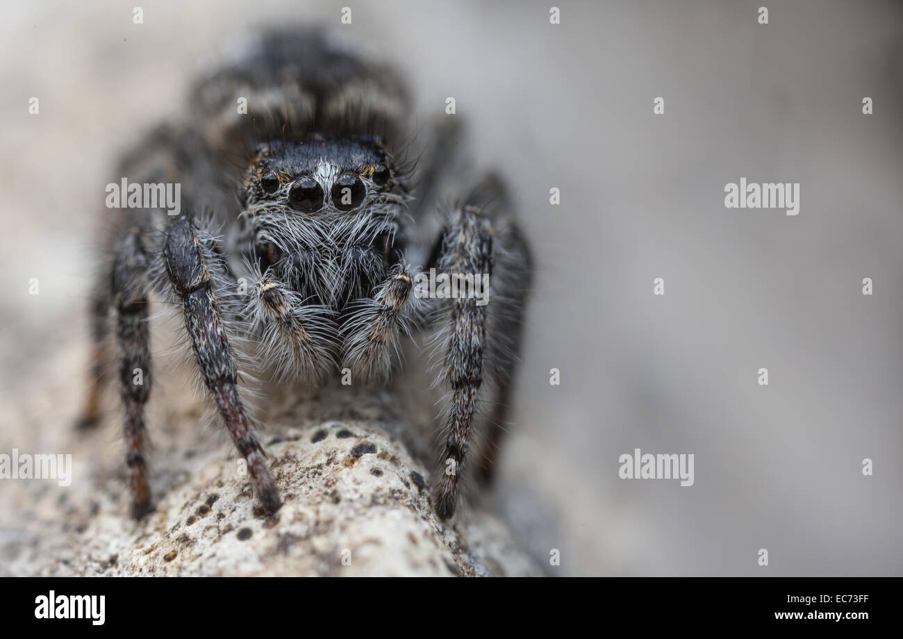 Jumping spider Philaeus chrysops, female Stock Photo - Alamy