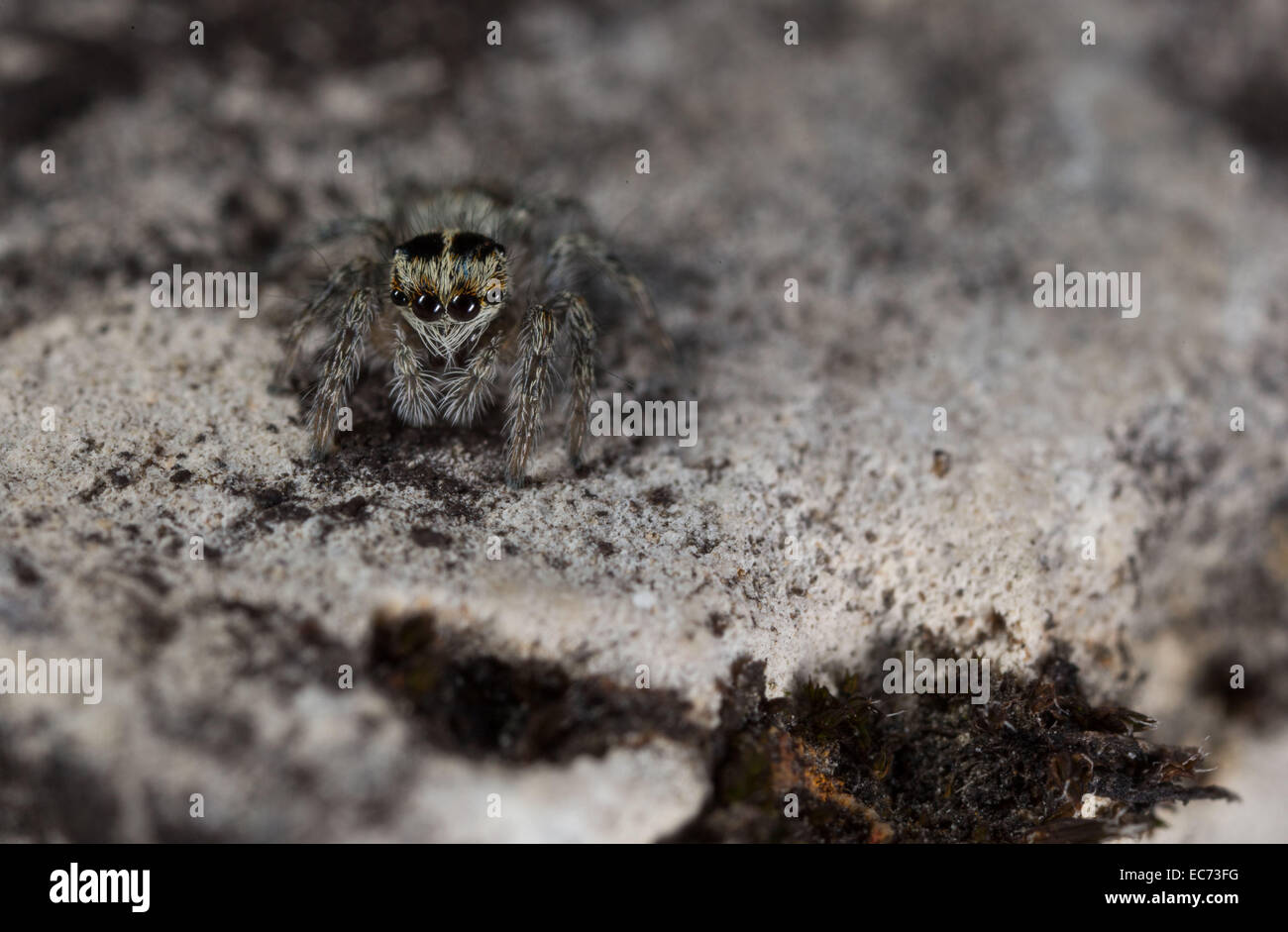 Jumping spider, Philaeus chrysops Stock Photo - Alamy
