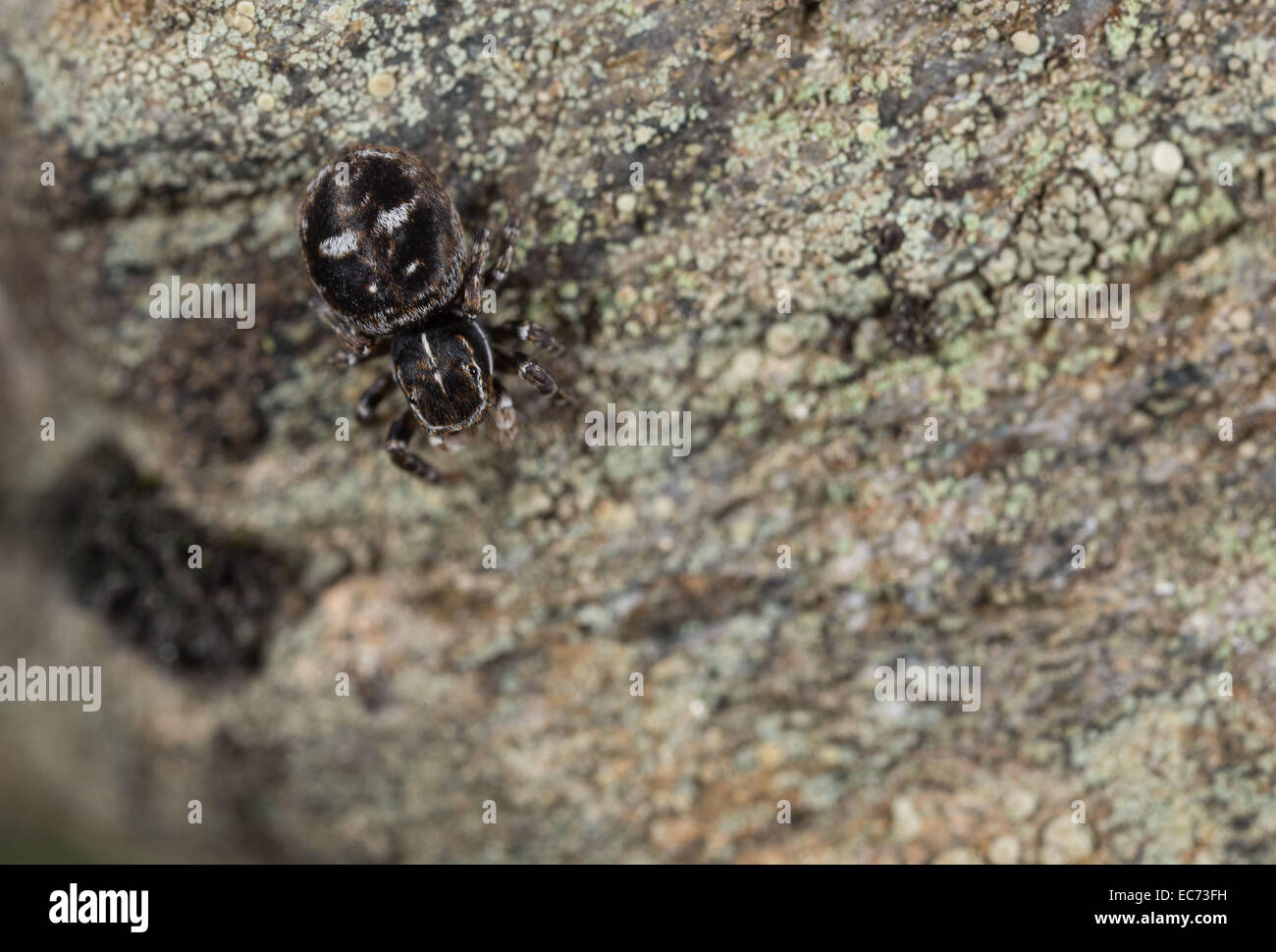 Jumping spider sitticus rupicola hi-res stock photography and images ...