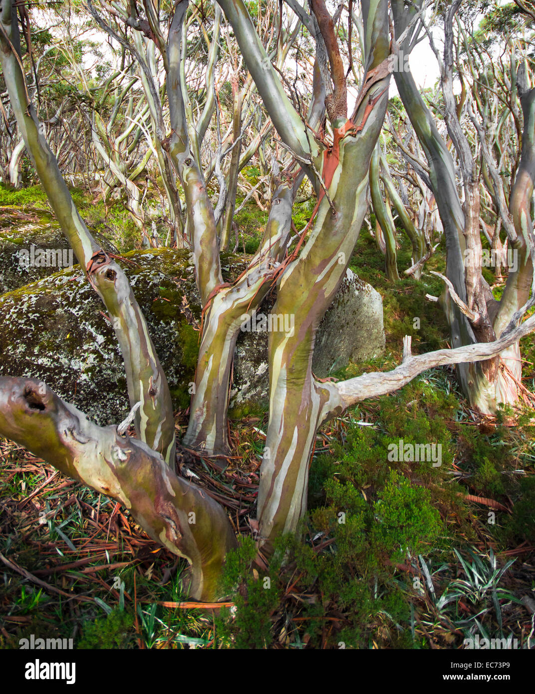 Eucalypt woodland hi-res stock photography and images - Alamy