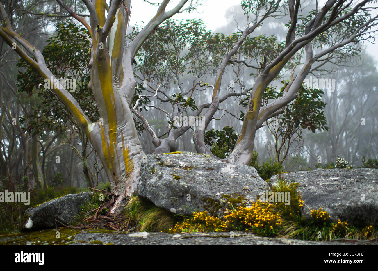 Eucalyptus pauciflora hi-res stock photography and images - Alamy