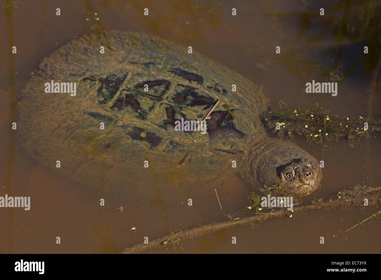 Snapping turtle, Chelydra serpentina, Virginia Stock Photo - Alamy