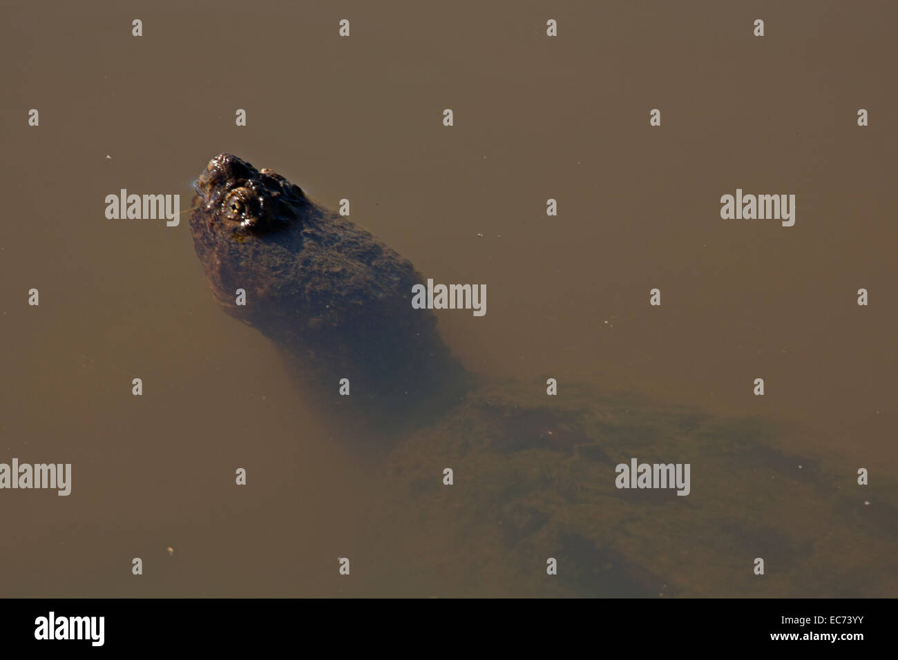 Snapping turtle, Chelydra serpentina, Virginia Stock Photo - Alamy