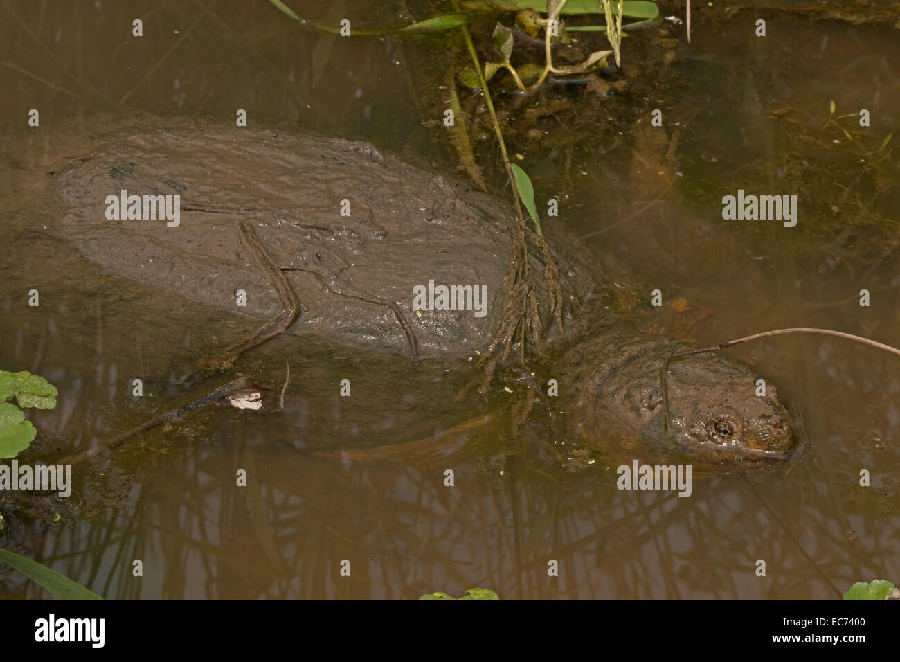 Snapping turtle, Chelydra serpentina, Virginia Stock Photo - Alamy