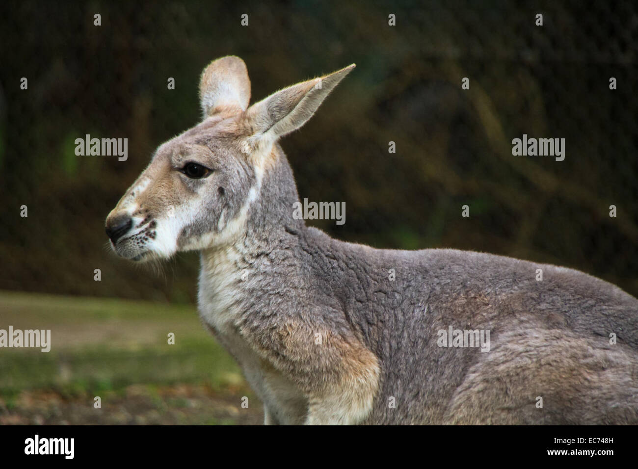 Red Kangaroo, Healesville Animal Sanctuary, Victoria, Australia Stock ...