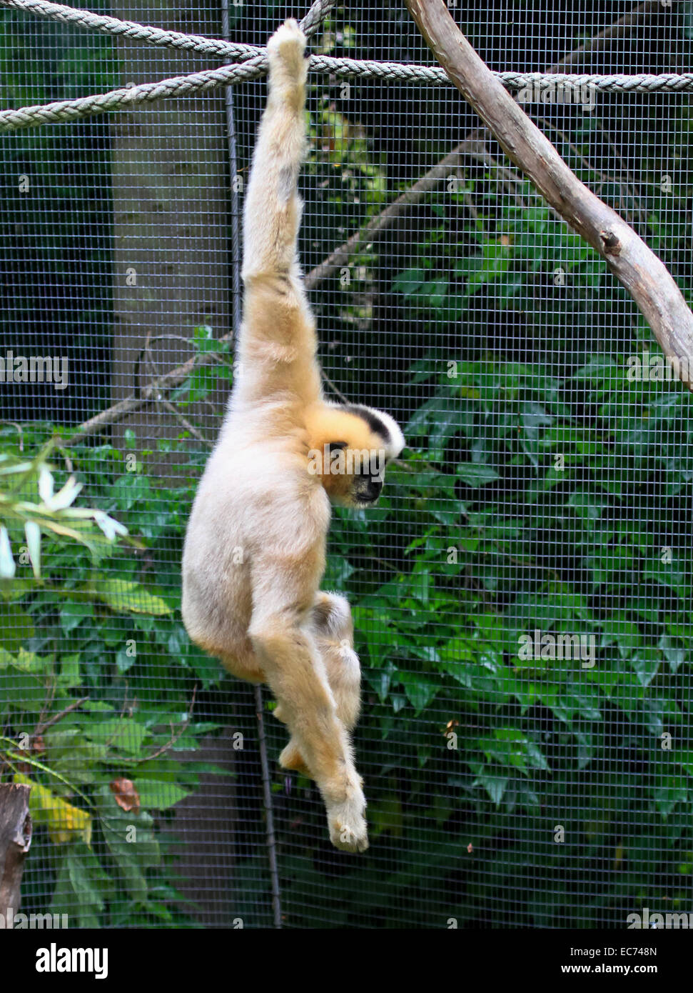 Cheek monkey hi-res stock photography and images - Alamy