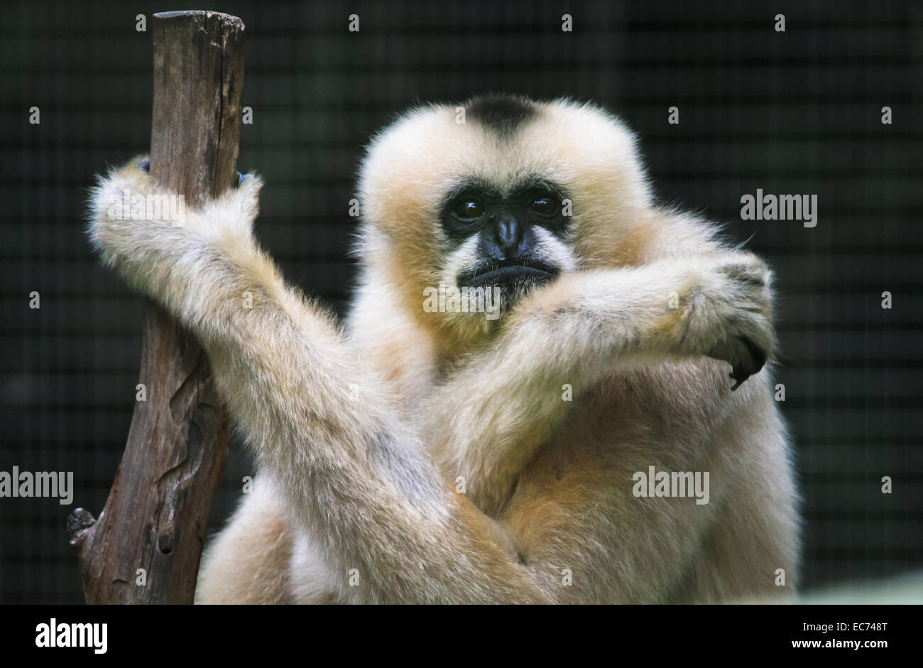 Cheek monkey hi-res stock photography and images - Alamy