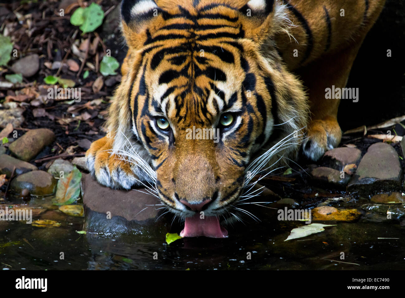 Sumatran Tiger Drinking Water from a Pond Stock Photo - Alamy