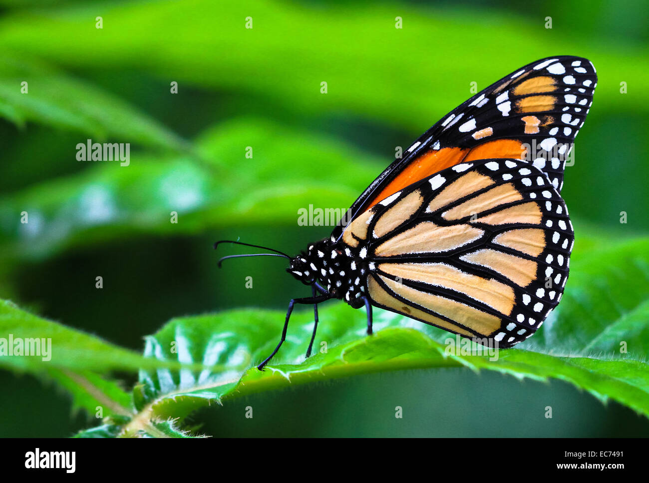 Colored butterfly hi-res stock photography and images - Alamy