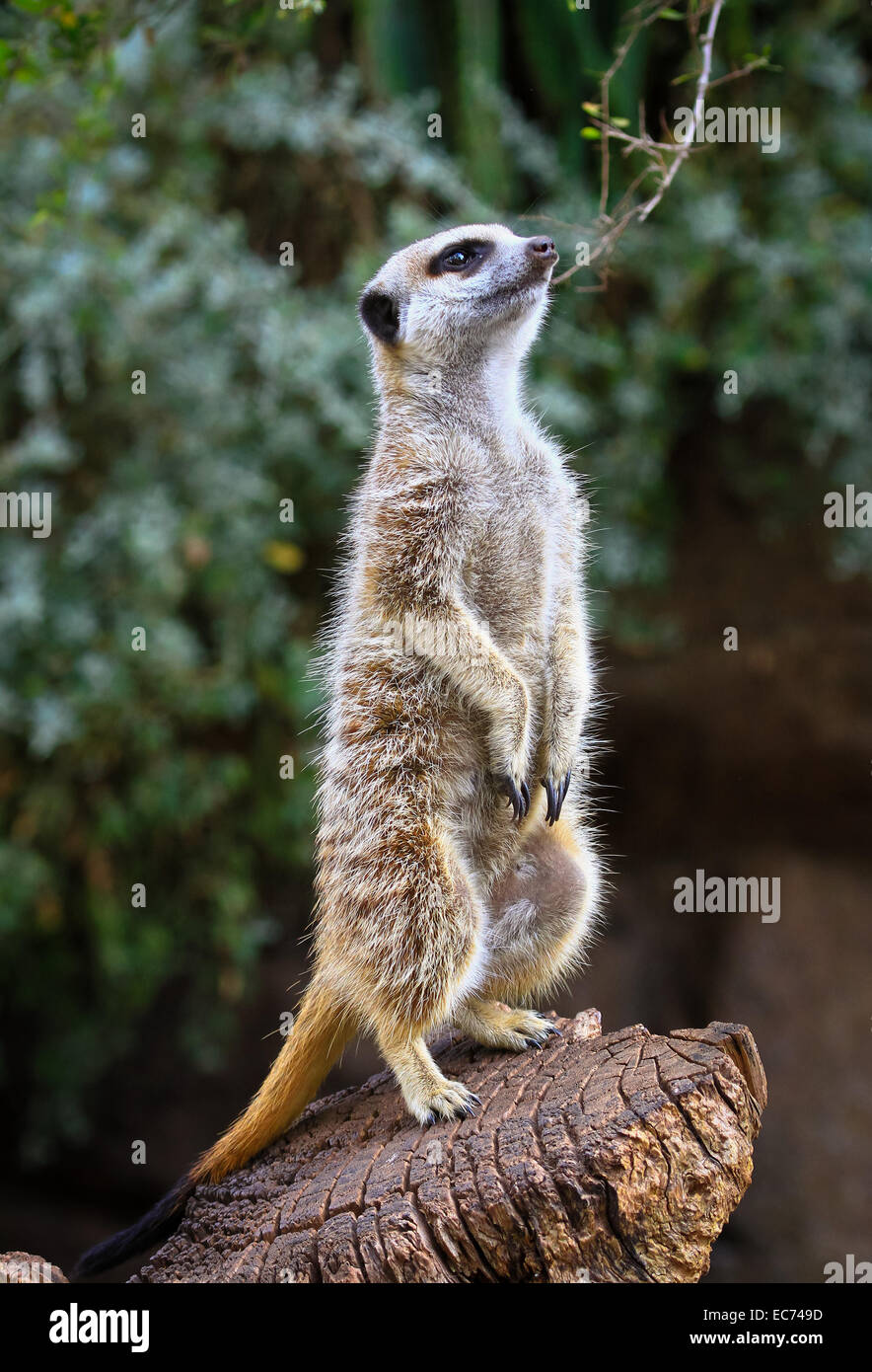 Meerkat Standing Proudly Stock Photo - Alamy