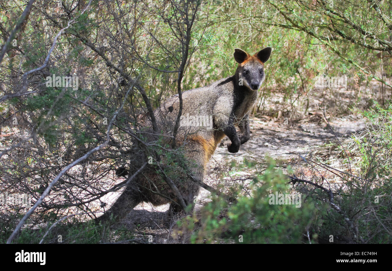 Swamp wallaby australia hi-res stock photography and images - Alamy