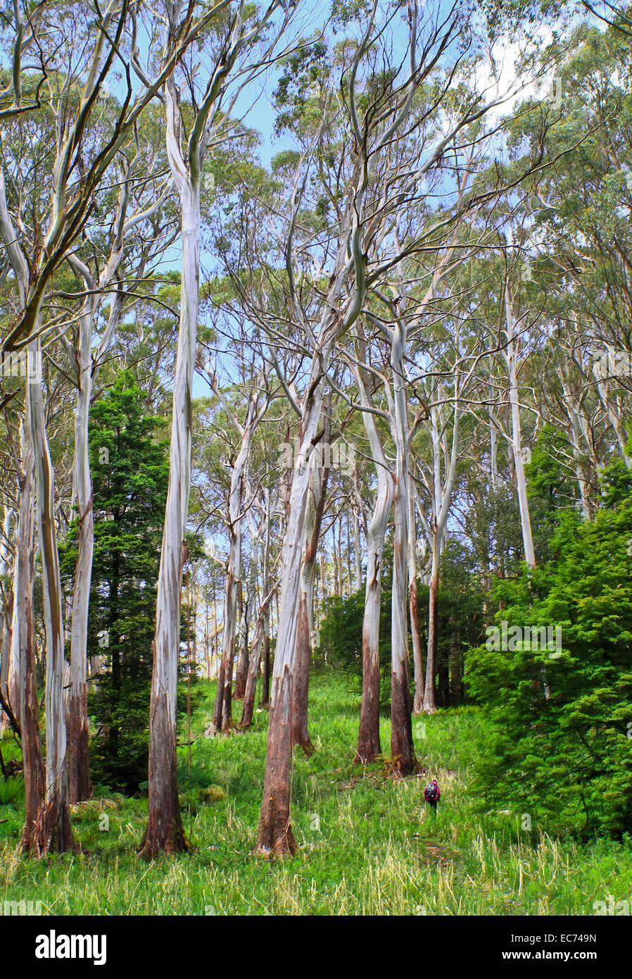 Eucalypt forest hi-res stock photography and images - Alamy