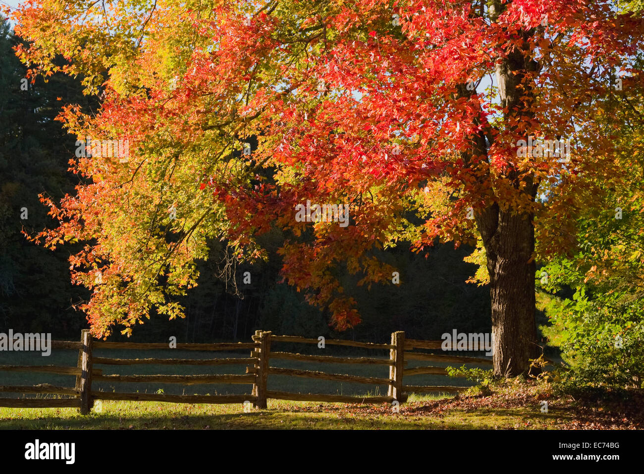 Oak tree with fall colors and sun light and a rustic wooden fence Stock ...