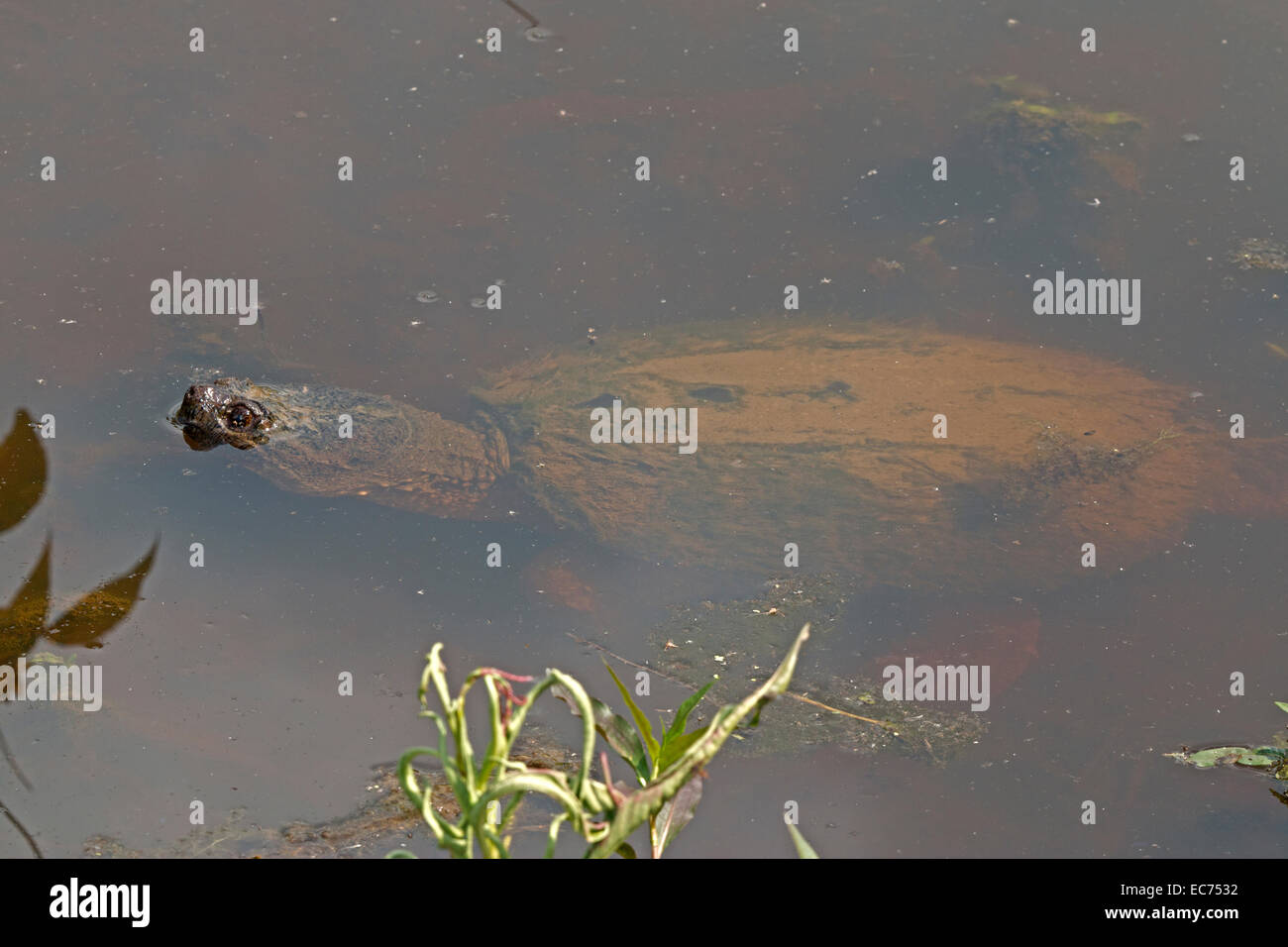 Snapping turtle swimming underwater hi-res stock photography and images ...
