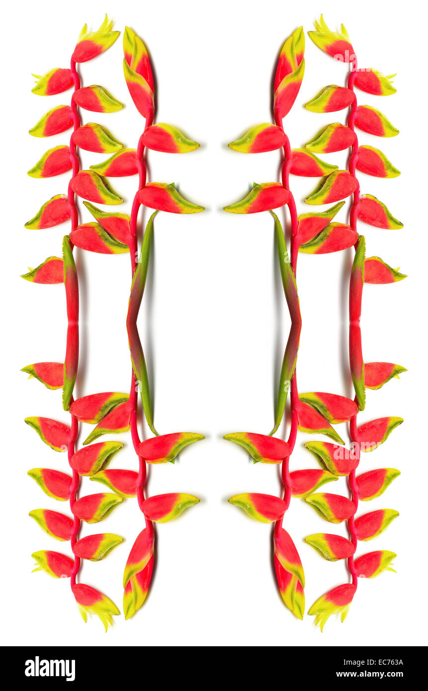 Tropical red Hanging Heliconia or Hanging Lobster Claw, Heliconia ...