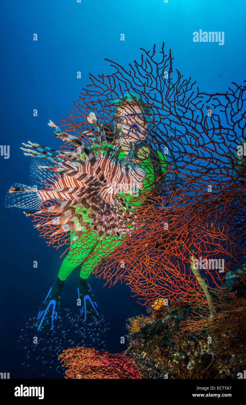 Woman scuba diver exploring hi-res stock photography and images - Alamy