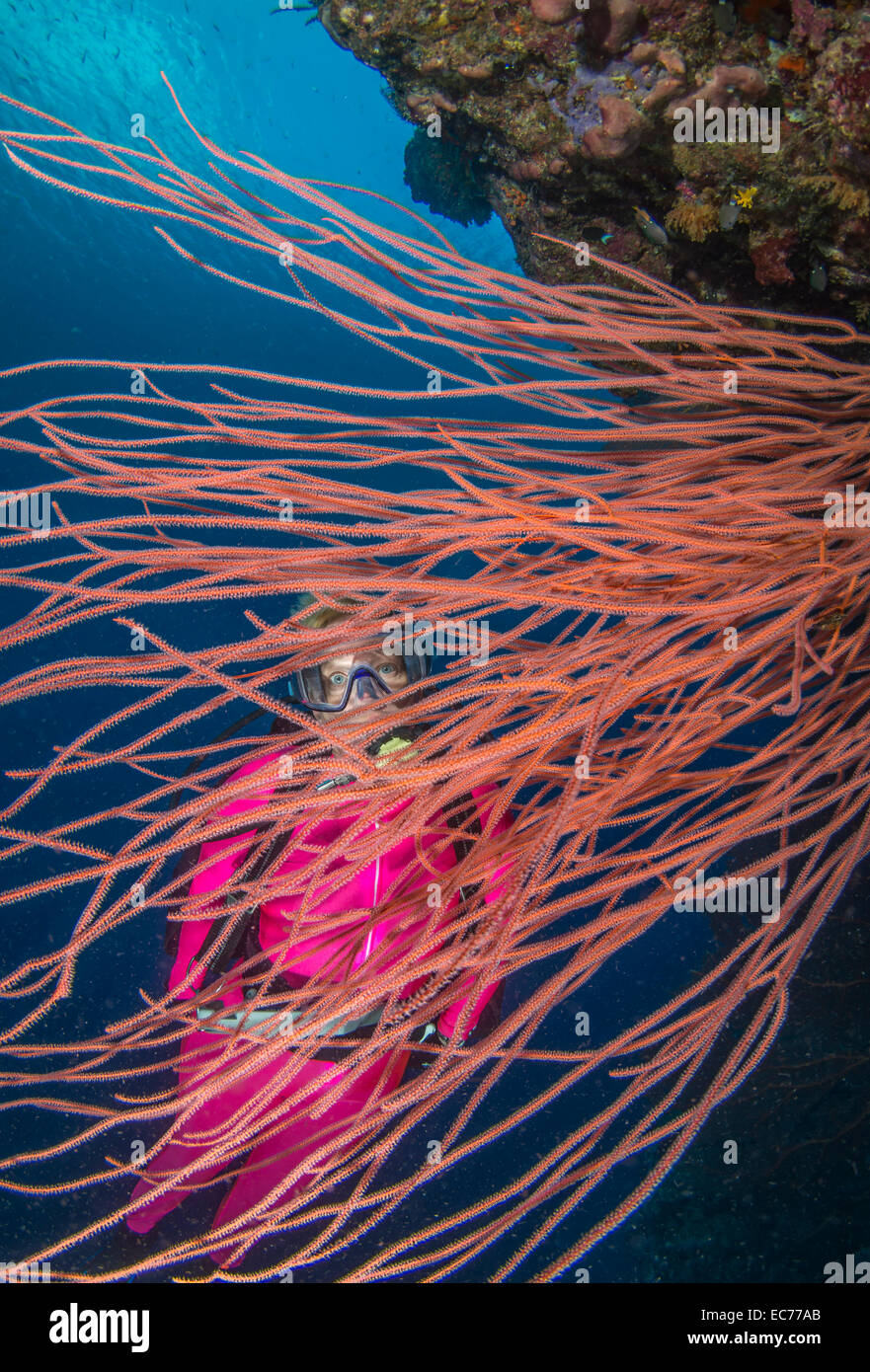 Female scuba diver exploring coral reef Stock Photo - Alamy