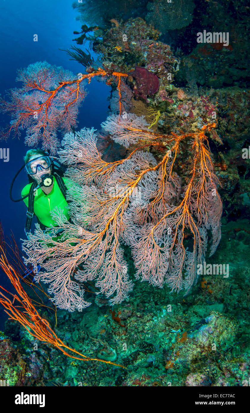 Head and shoulders of diver hi-res stock photography and images - Alamy