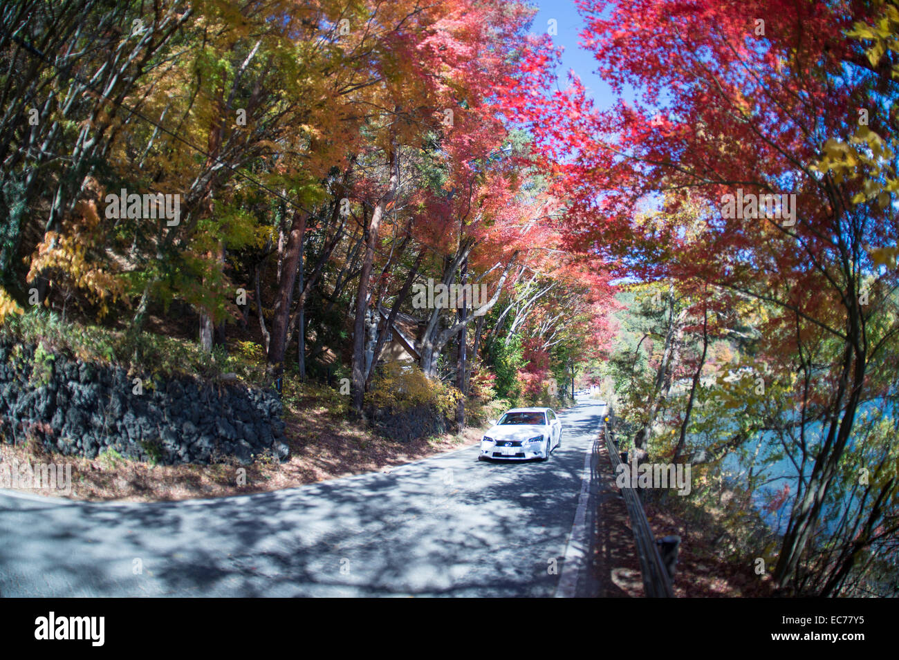 The Maple Tunnel at Lake Kawaguchiko, Japan Stock Photo - Alamy