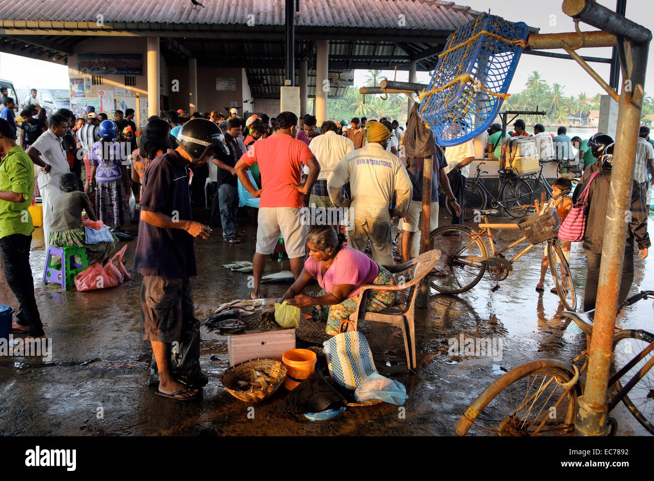 Sri lankan fresh fish market hi-res stock photography and images - Alamy