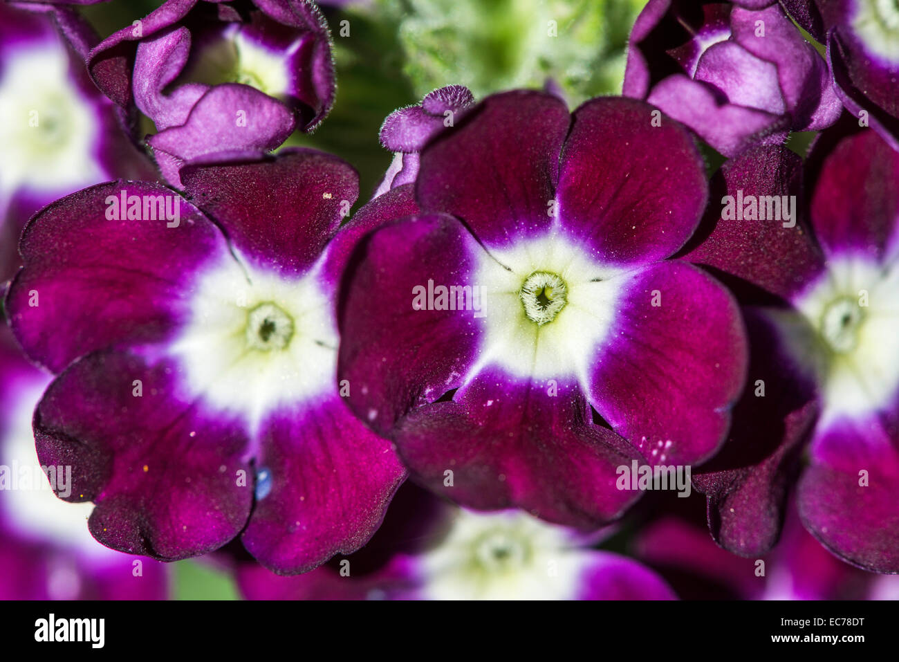 Violet color flowers. Close up Stock Photo - Alamy