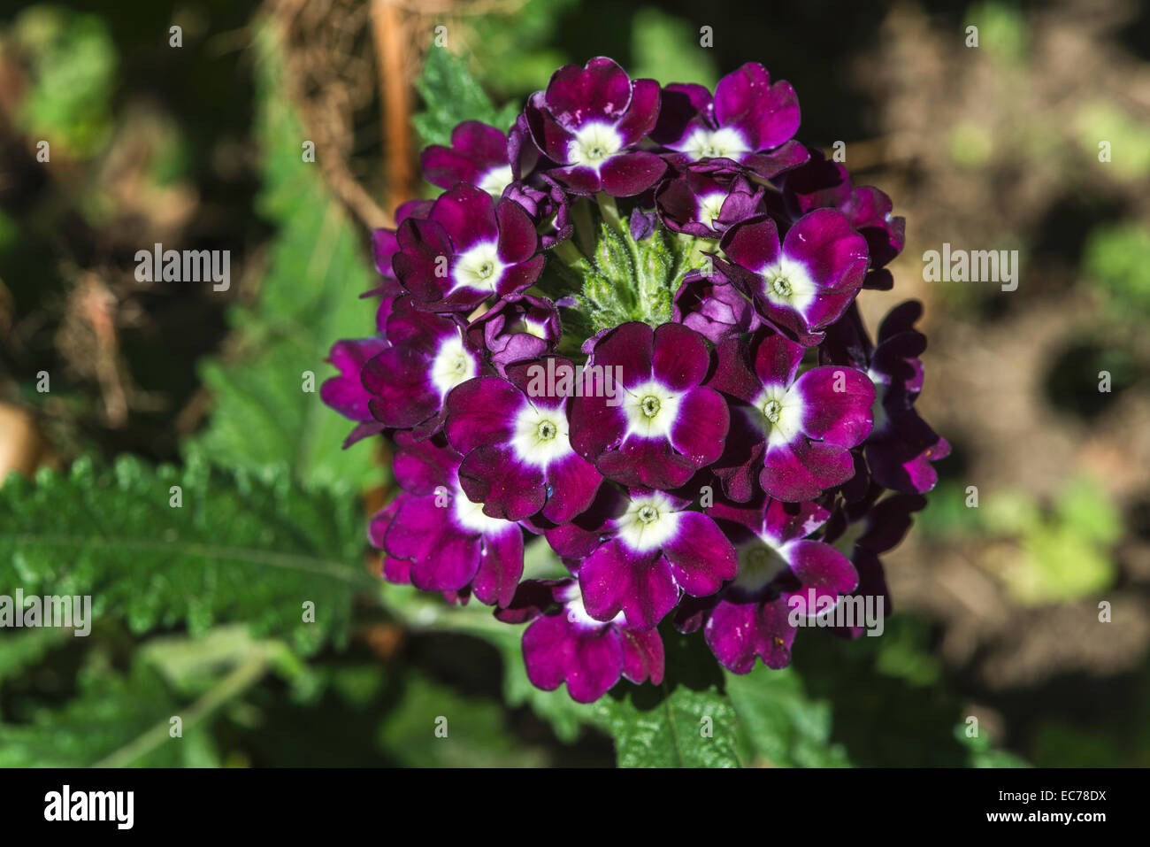 Violet color flowers. Close up Stock Photo - Alamy
