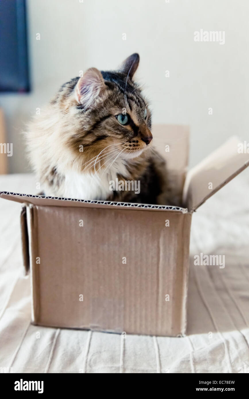 Cat sitting in a cardboard box Stock Photo - Alamy