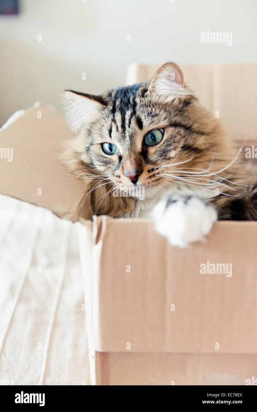 Cat sitting in a cardboard box Stock Photo - Alamy