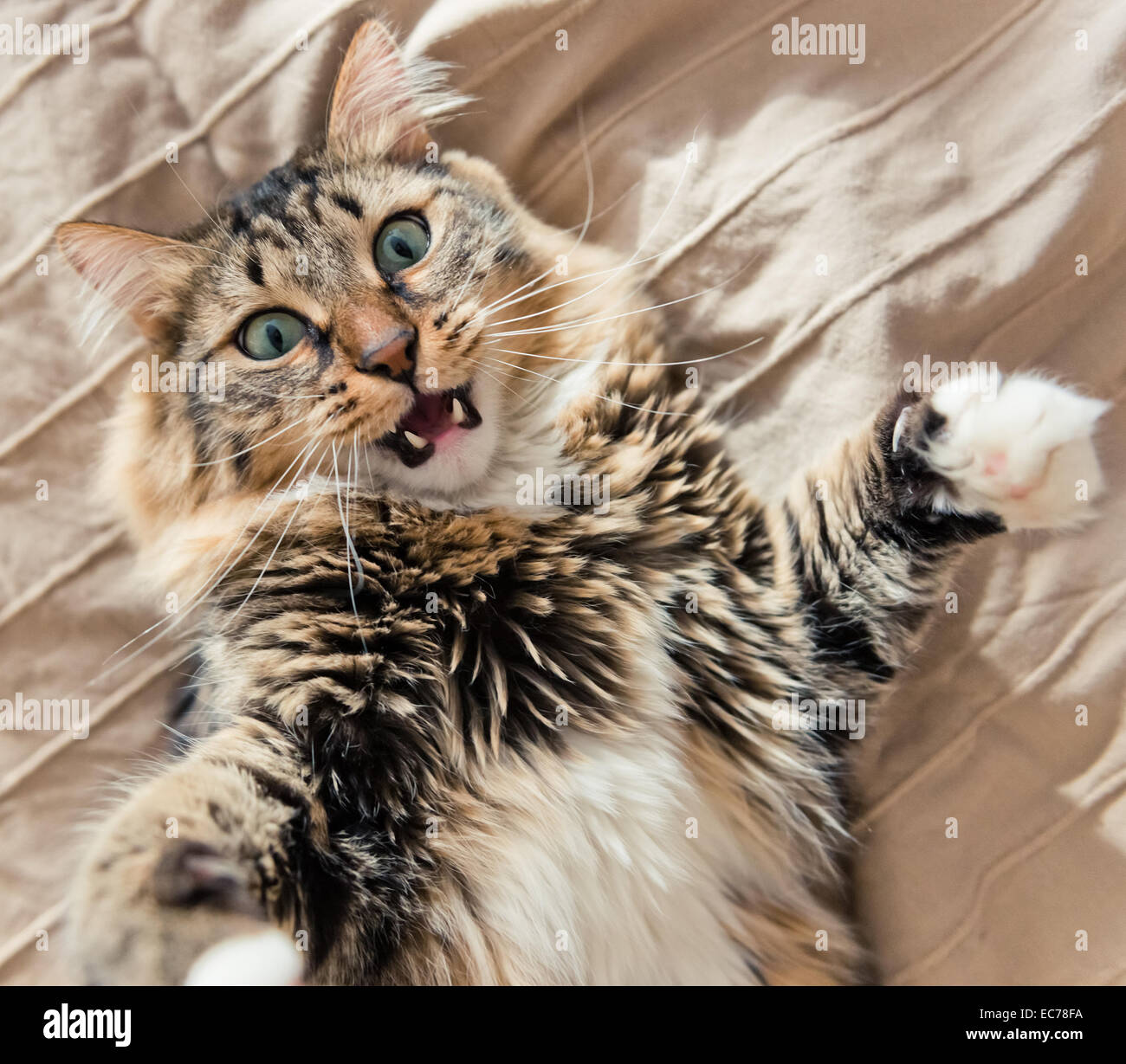 Fearful tabby cat hi-res stock photography and images - Alamy